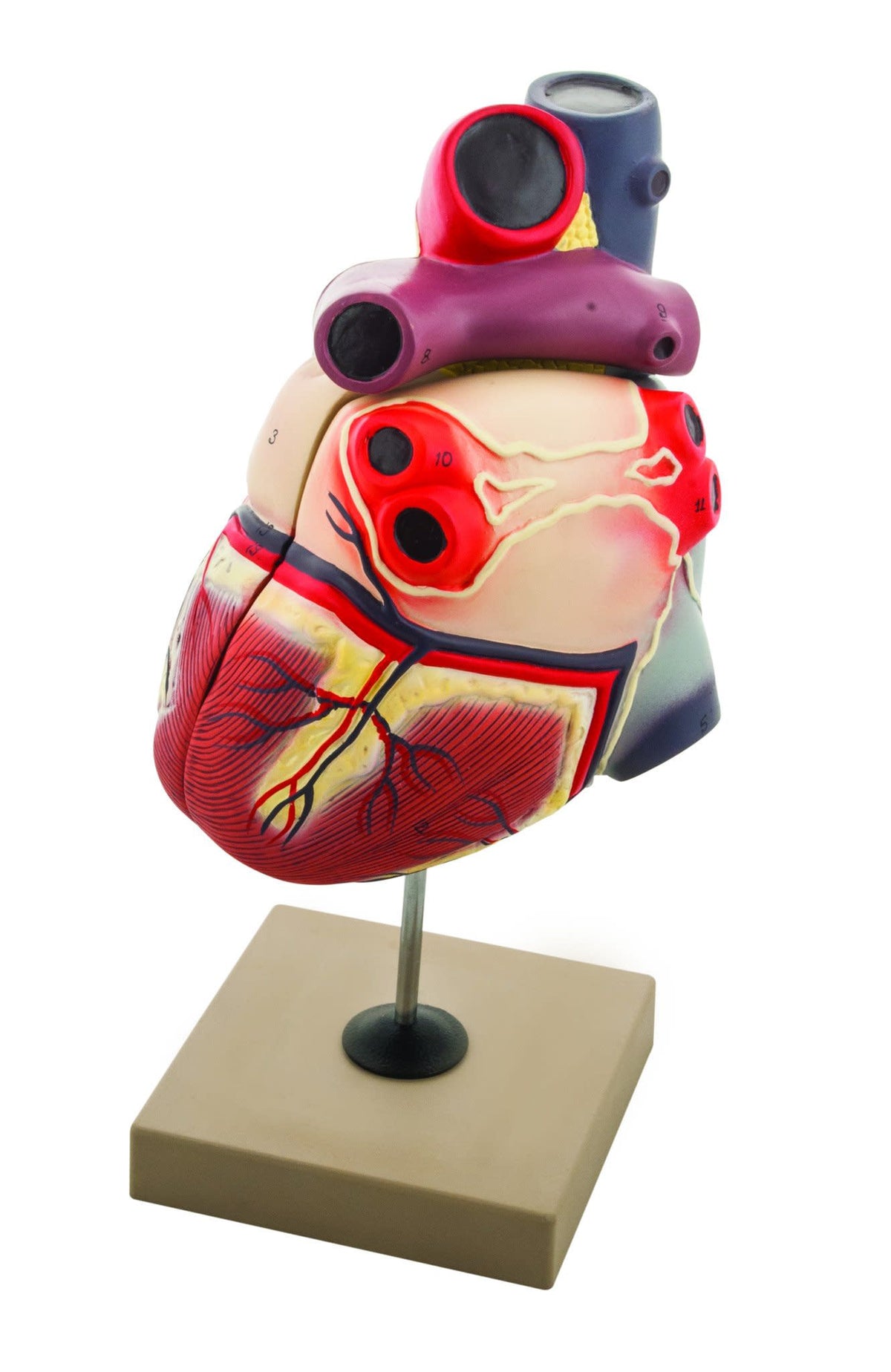Eisco Enlarged Human Heart Model, 2 Parts — Eisco Labs