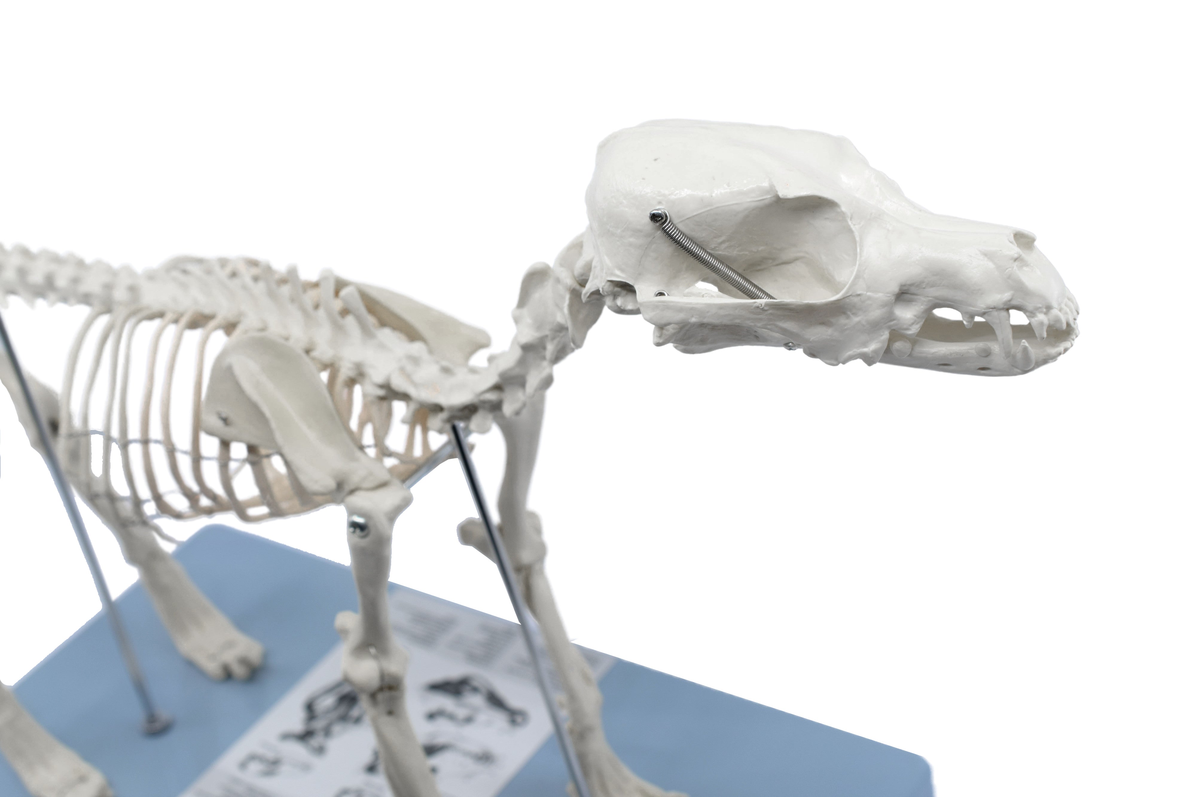 Adult Dog Skeletal System, Anatomical Model, 12" Tall — Eisco Labs