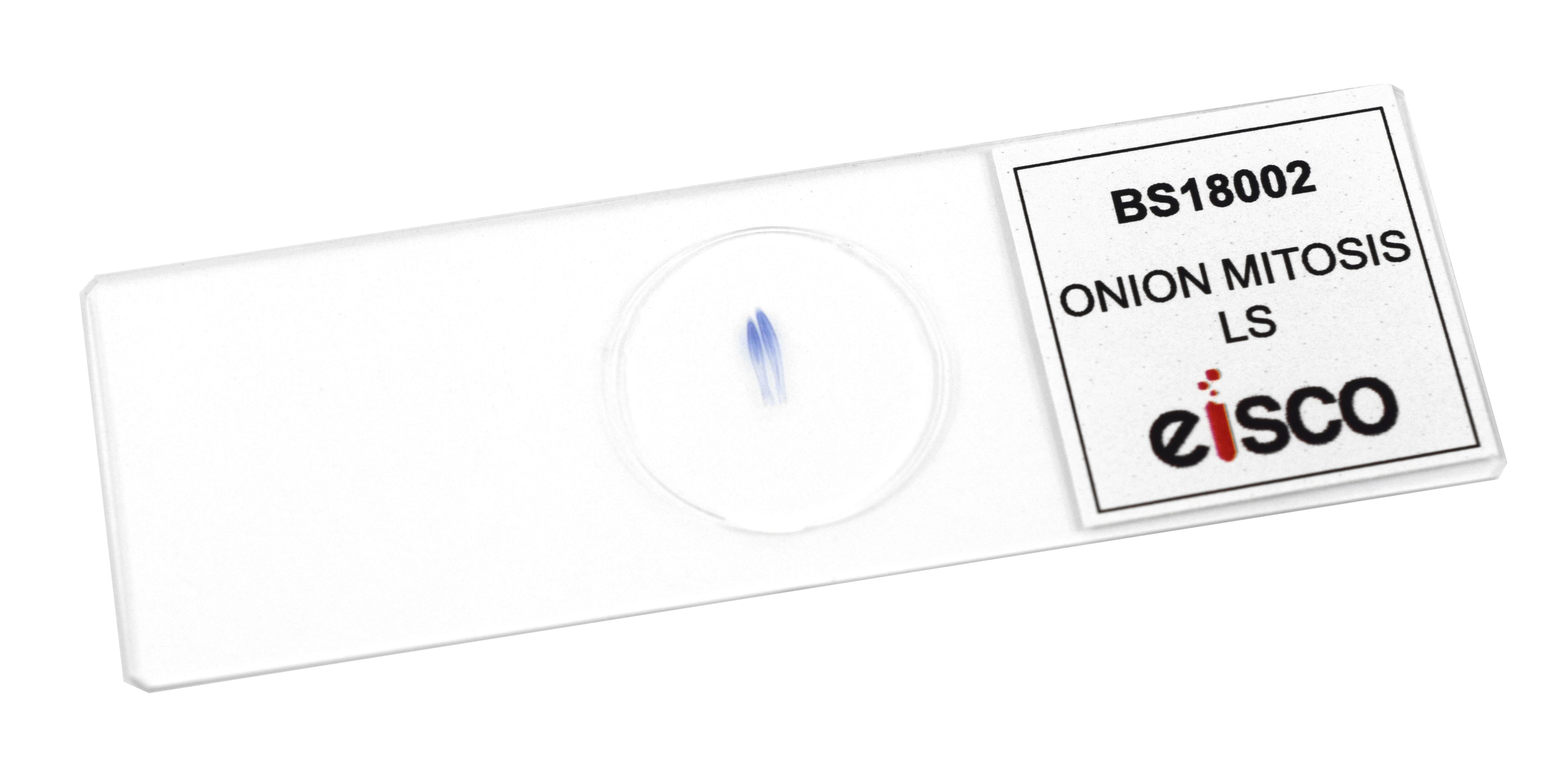 Onion Mitosis - Prepared Microscope Slide - 75x25mm — Eisco Labs