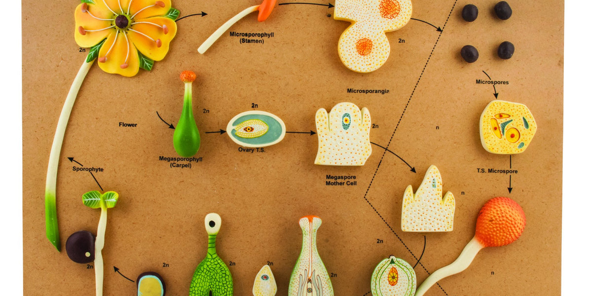 L.H of Angiosperms Model - Three Dimensional, Longitudinal Dissection ...