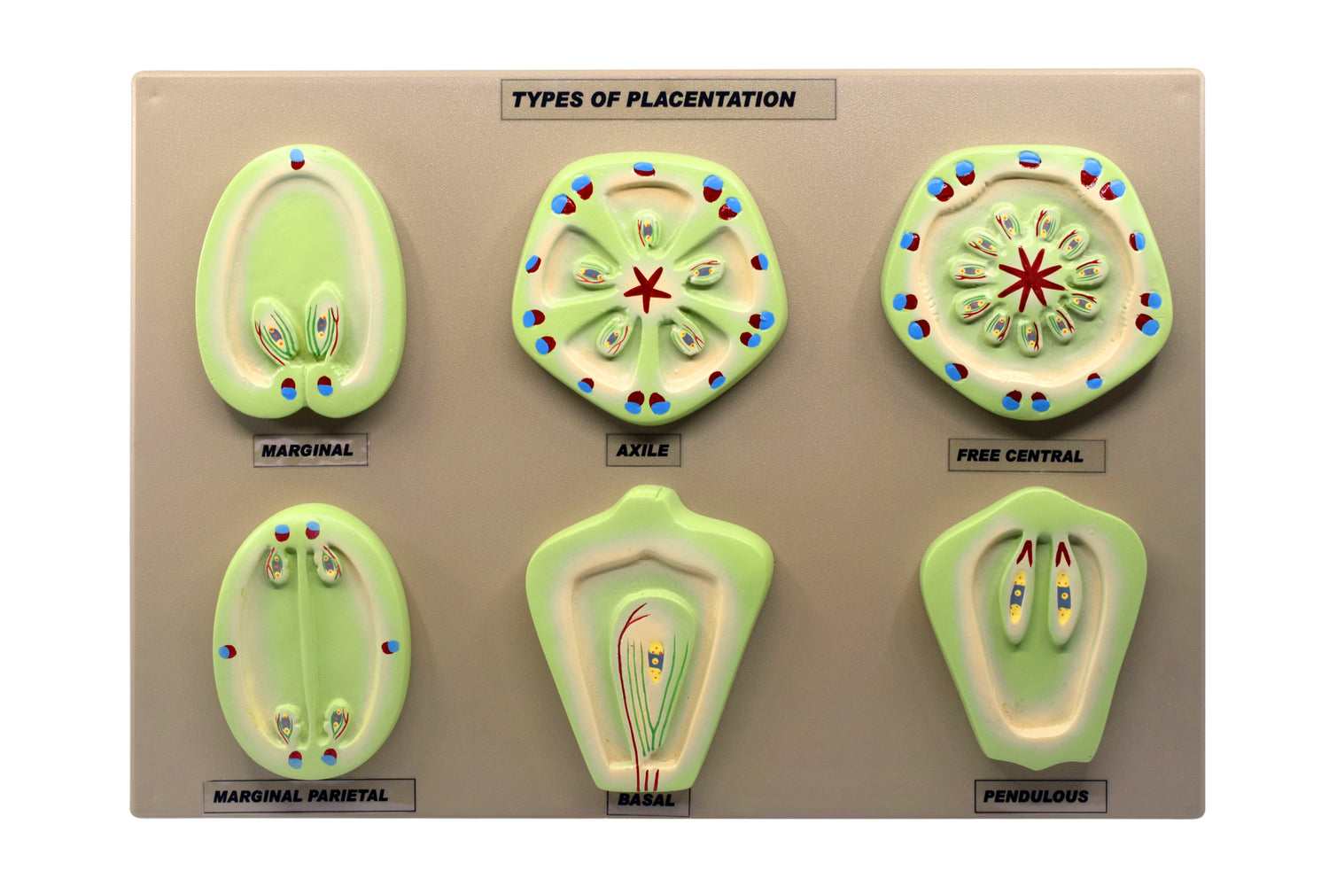 Placentation Types in Flowering Plants - 6 Models Mounted on 16"x12" B ...