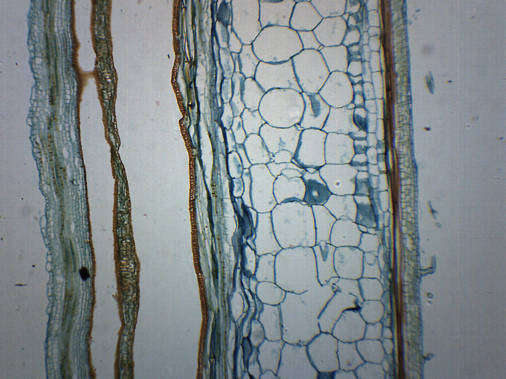 Pumpkin Stem - Prepared Microscope Slide - 75x25mm — Eisco Labs