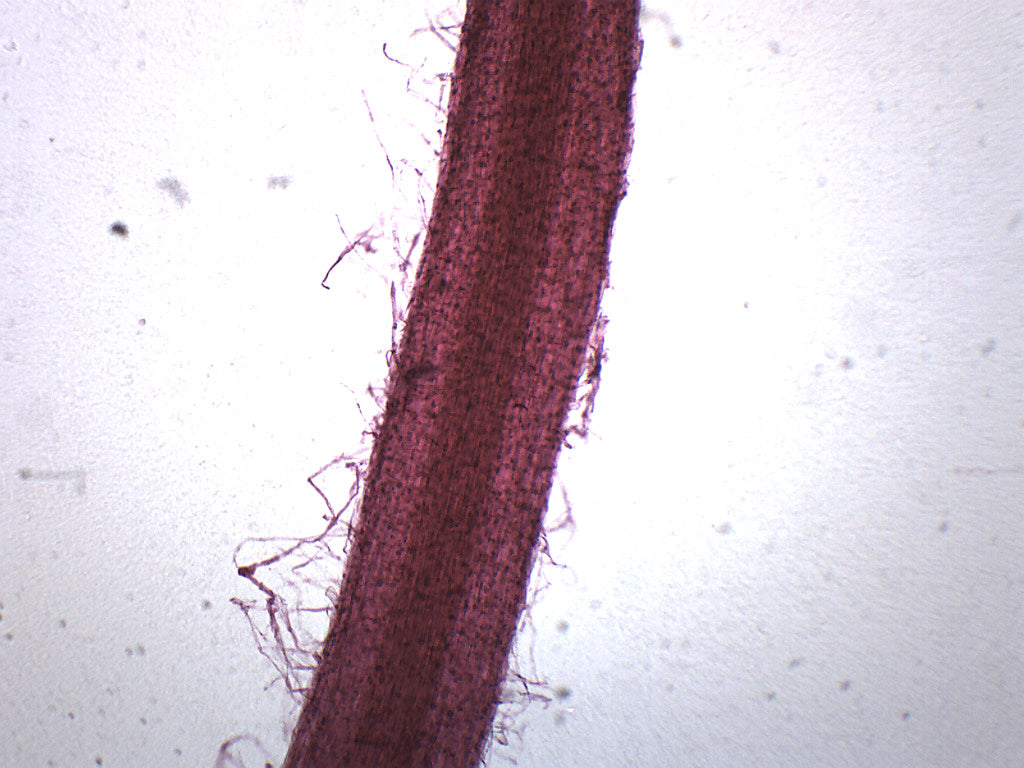 Grass Root - Prepared Microscope Slide - 75x25mm — Eisco Labs
