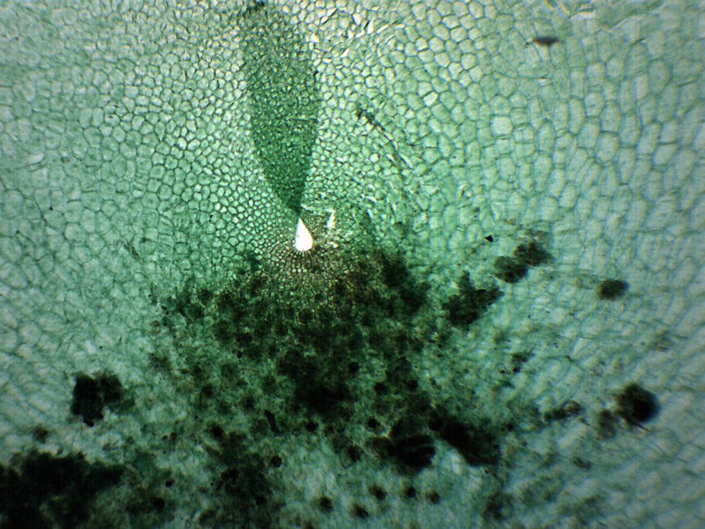 Fern Prothallium - Prepared Microscope Slide - 75x25mm — Eisco Labs