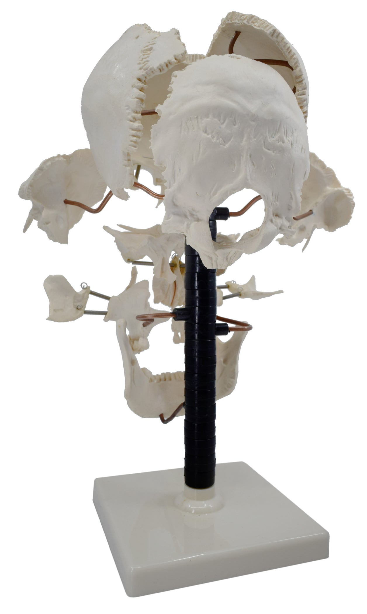 Beauchene Exploded Skull Model - 13 Parts - Life Size - Mounted on Sta ...