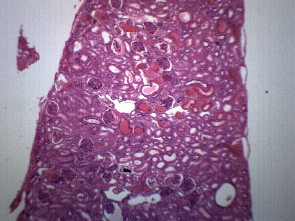 Frog Kidney Section - Prepared Microscope Slide - 75x25mm — Eisco Labs