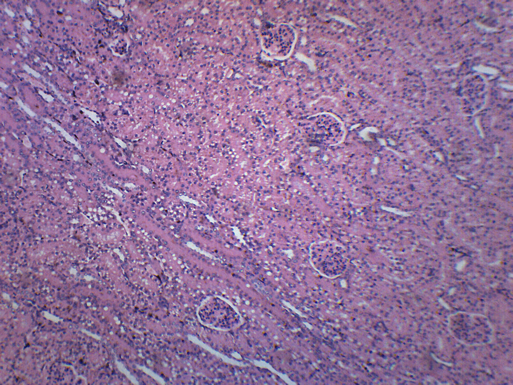 Kidney Section, Human - Prepared Microscope Slide - 75x25mm — Eisco Labs
