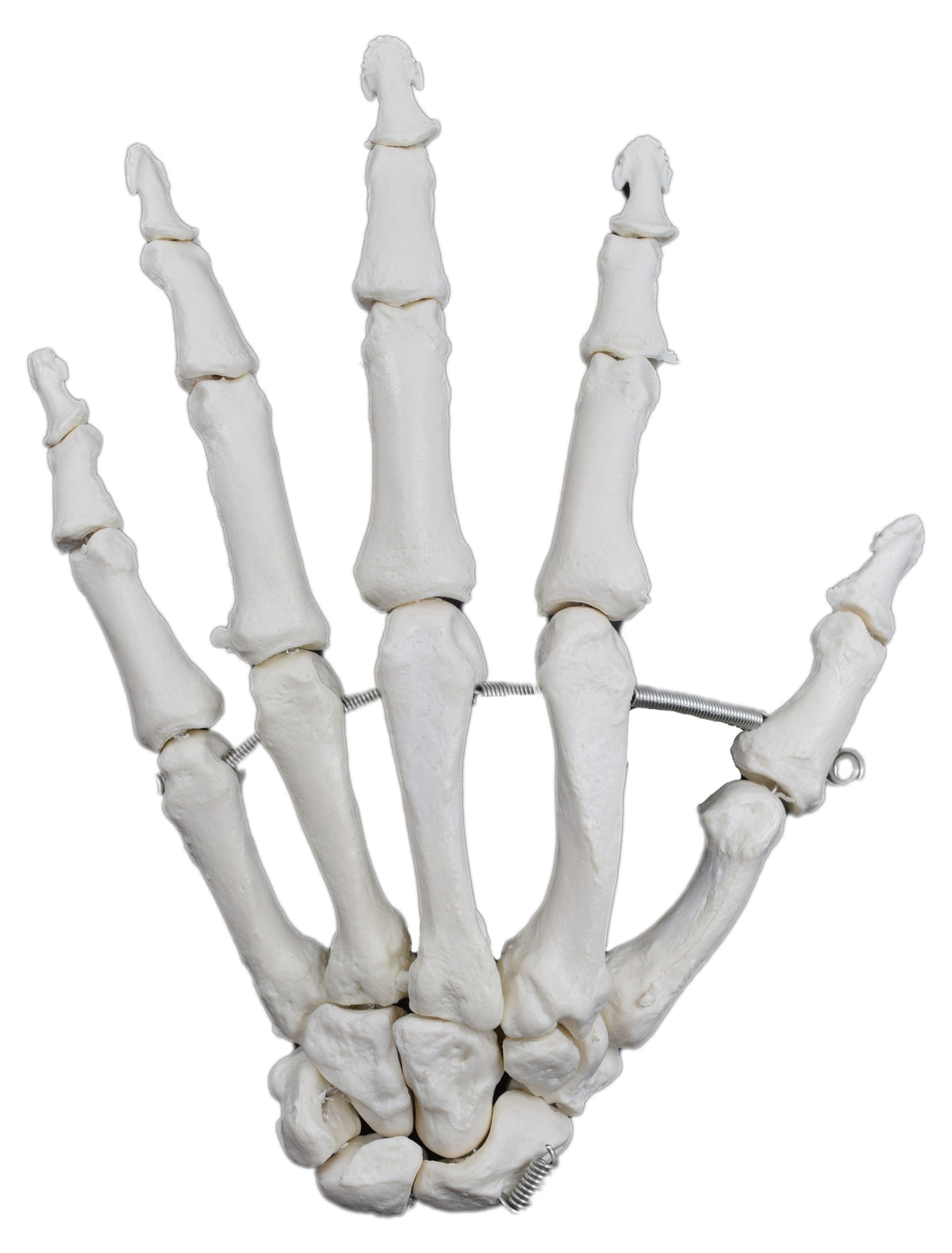 Hand Bone Model, Left - Anatomically Accurate Human Bone Replica ...