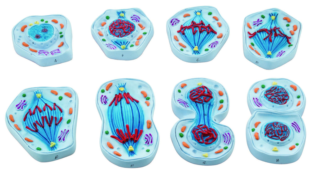 Mitosis Model, Set of 8 Models - Enlarged - 4" x 5.8" Each - Eisco Lab ...
